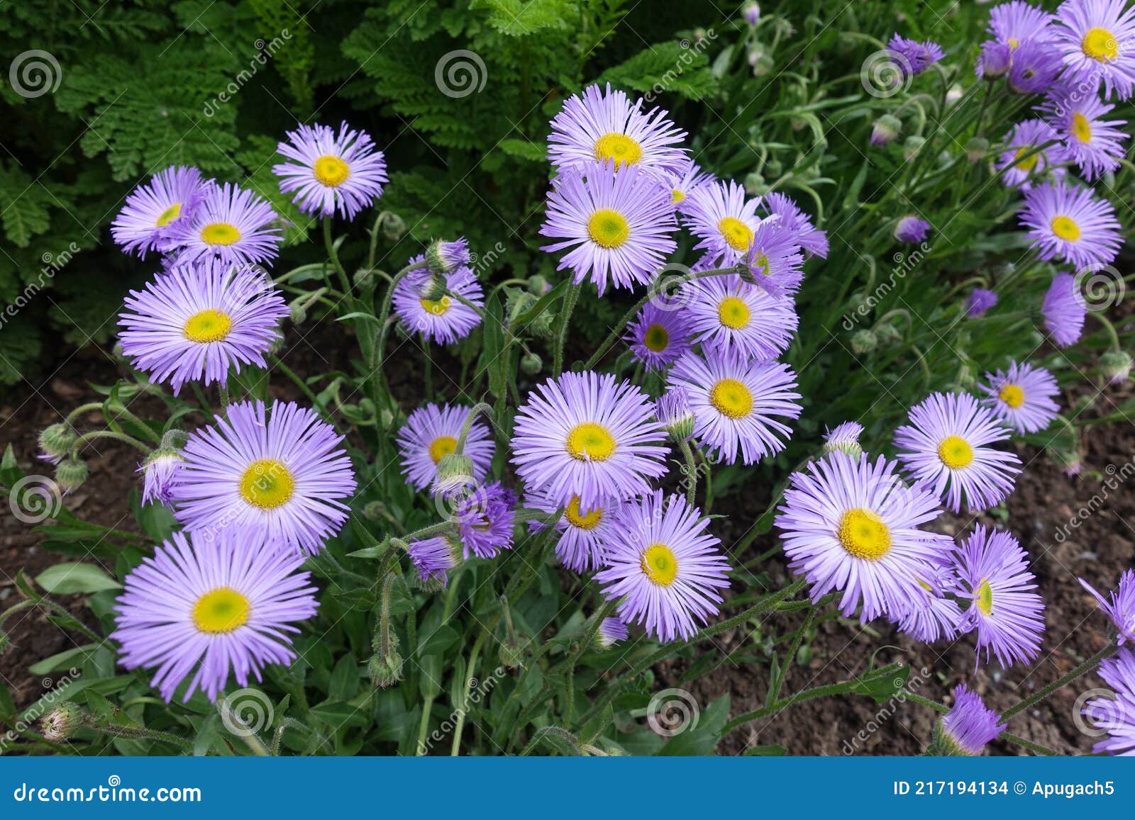 Light Violet Flowers of Erigeron Speciosus Stock Photo - Image of ...