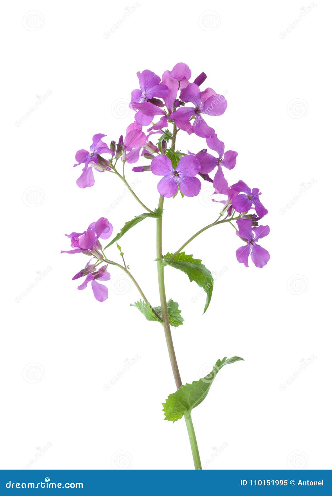 Light Violet Night-scented Gilliflower Hesperis Matronalis Isolated on ...