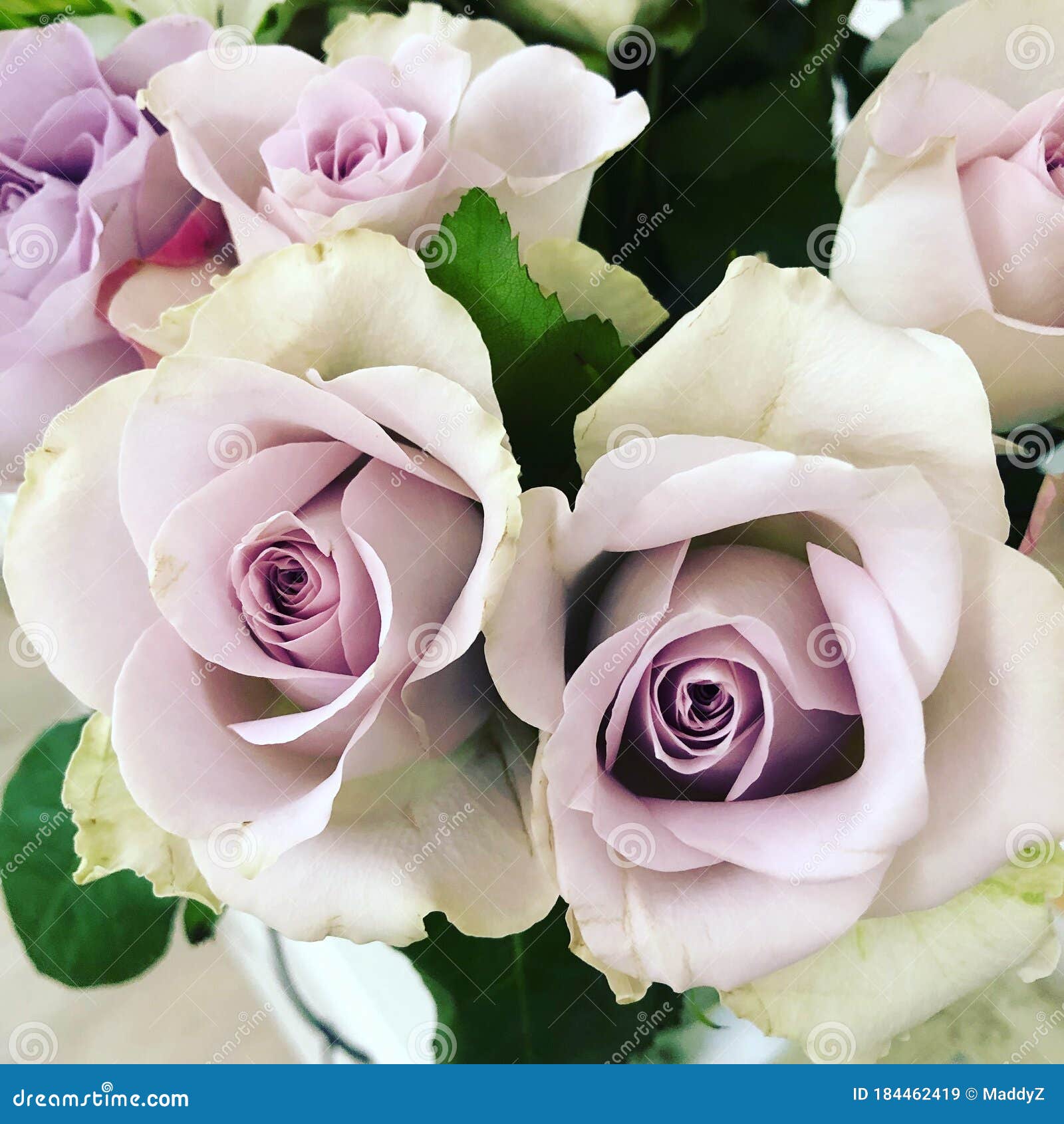 Light violet roses stock image. Image of bouquet, rose - 184462419