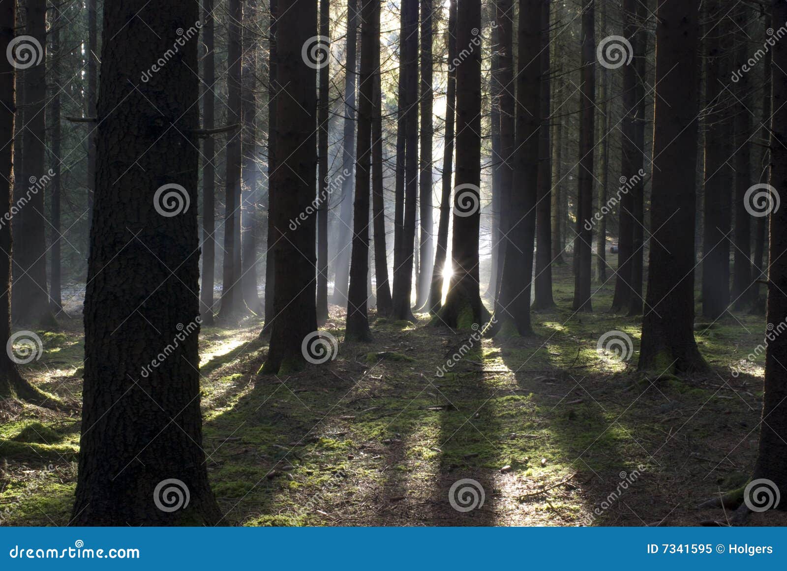 Light in wood stock image. Image of nature, wood, landscape - 7341595