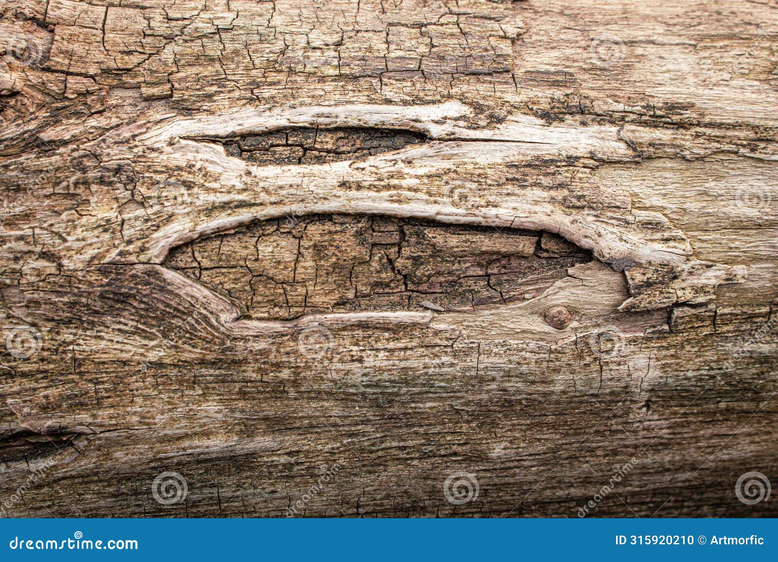 Light Wood Tree Trunk Surface with Weird Texture Stock Photo - Image of ...