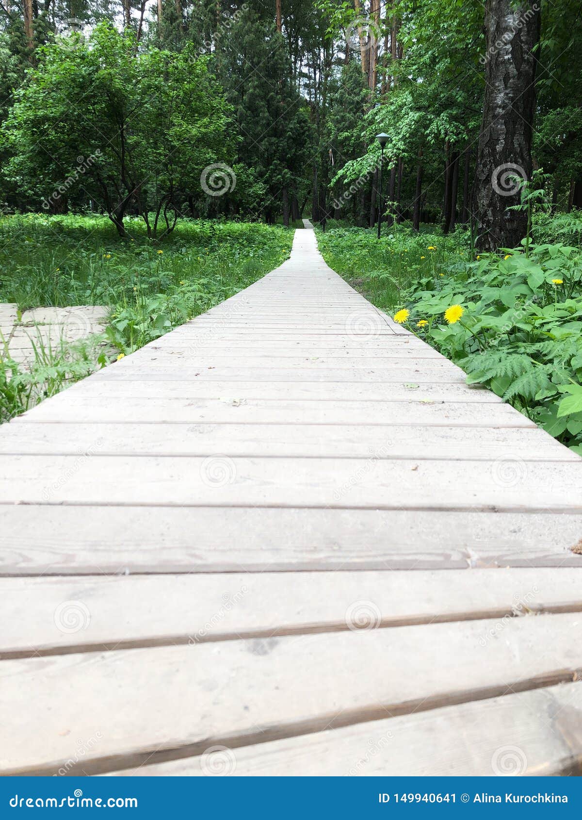 Light Wooden Plank Road through the Forest Stock Image - Image of marsh ...