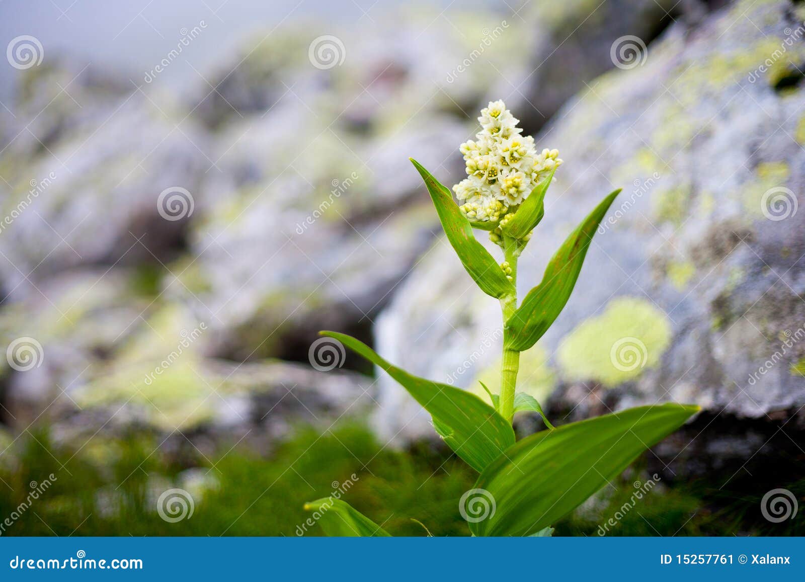 Light yellow alpine flower stock image. Image of nature - 15257761