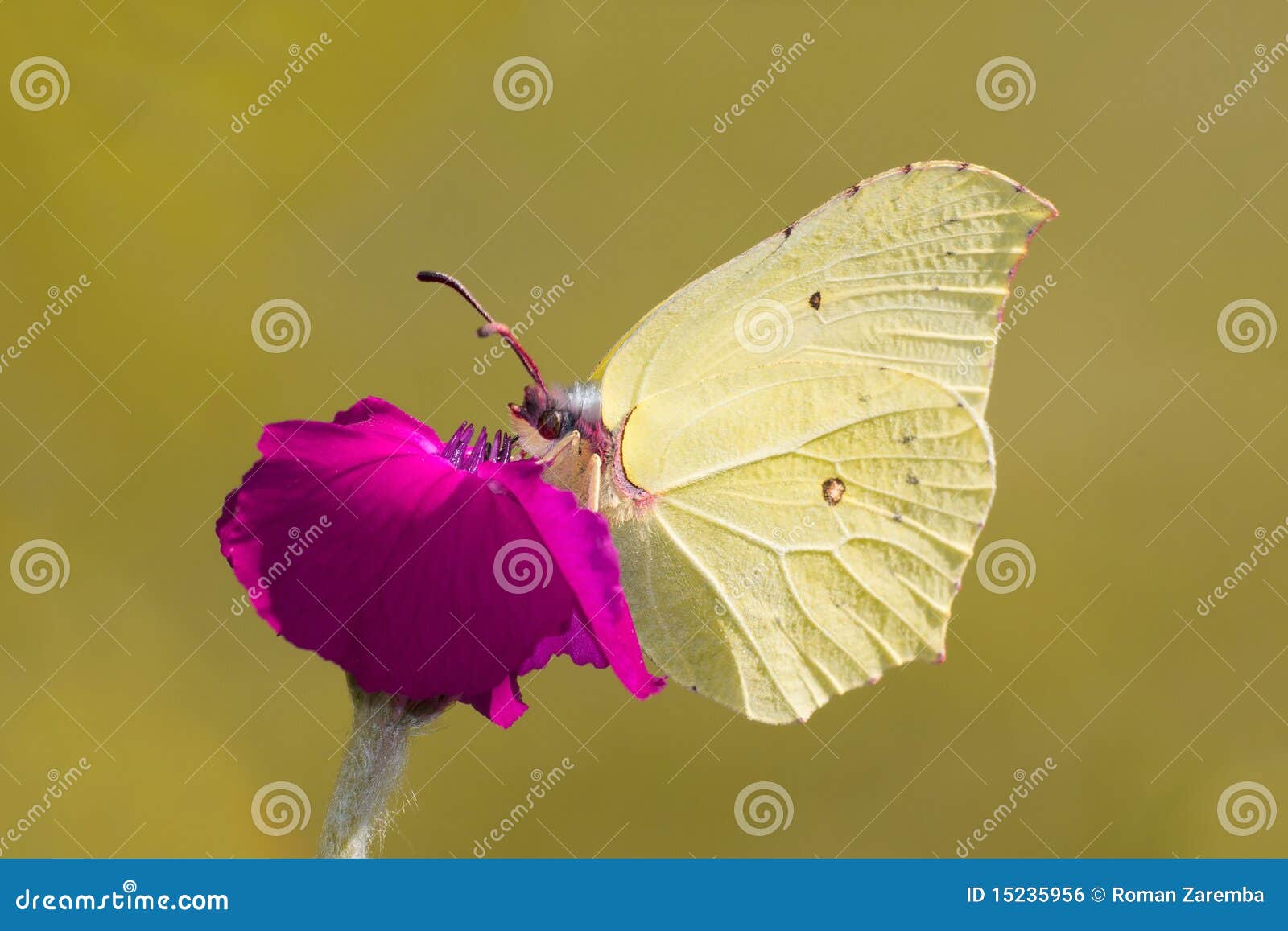 Light-yellow Butterfly on a Bloom Stock Photo - Image of blur, plant ...