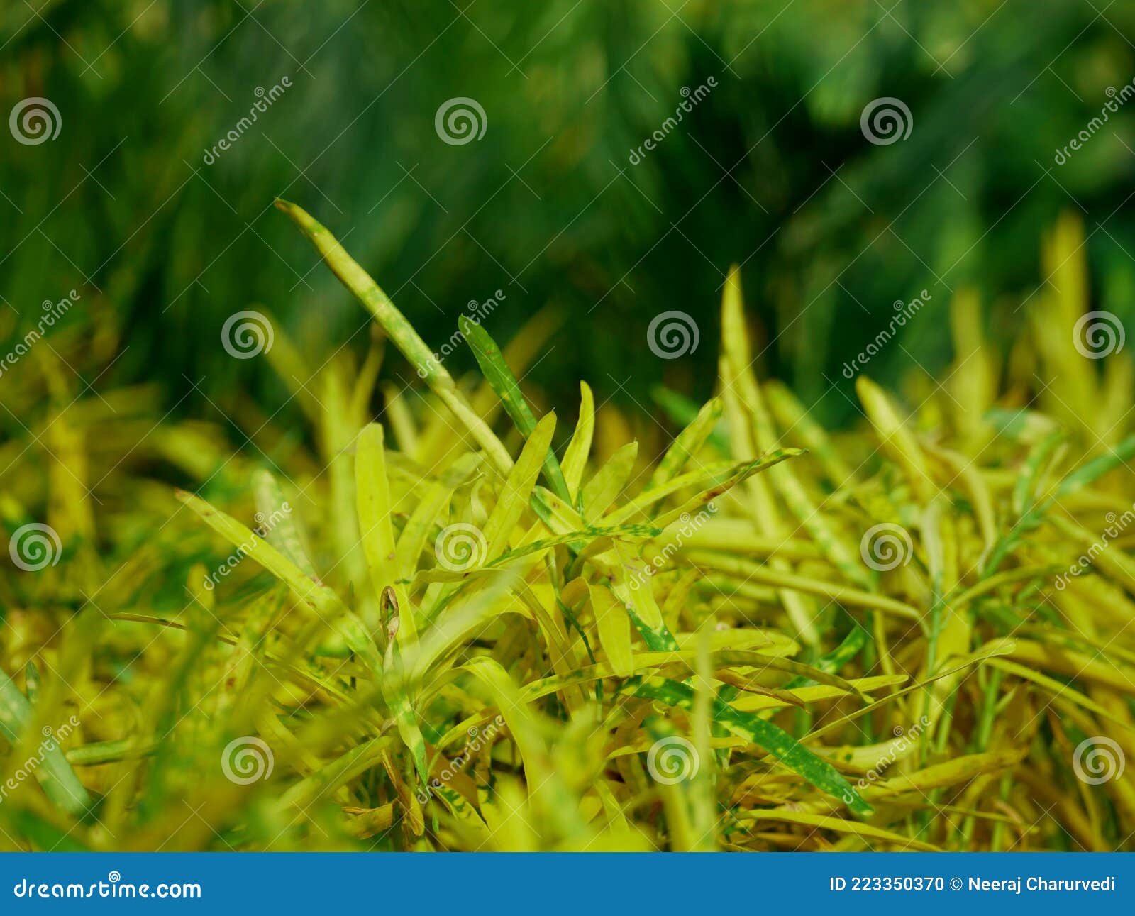 Yellow Color Multiple Leaves Closeup with Dark Green Blur Tree ...