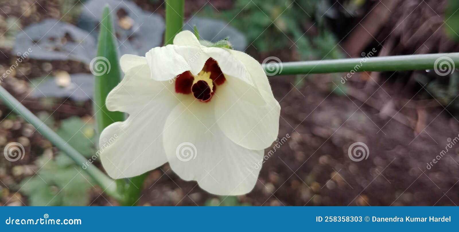 Light Yellow Flower of Ladi S Finger Plants. Stock Image - Image of ...