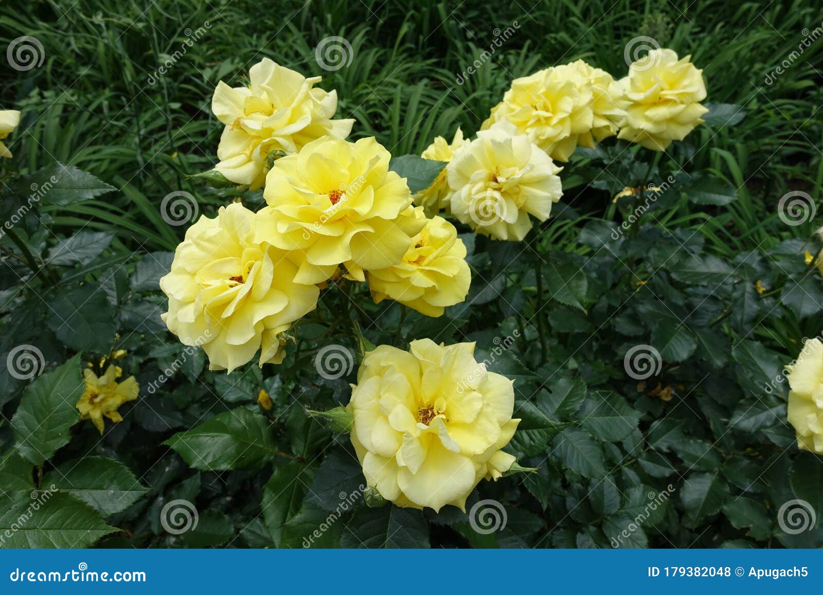 Light Yellow Flowers of Rose in the Garden Stock Photo - Image of ...