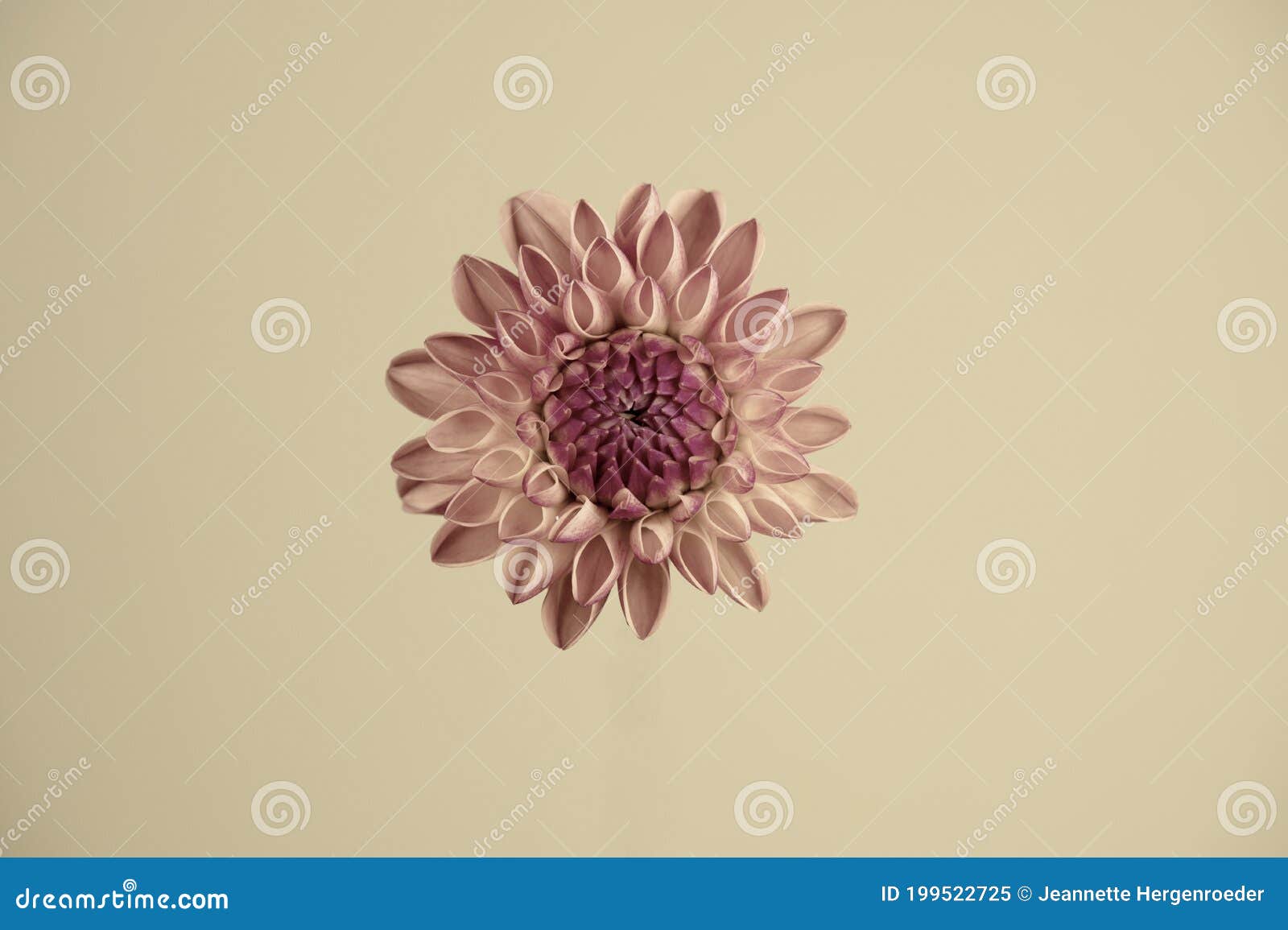 Light Yellow Half Bloom Dahlia Flower Stock Image - Image of bloom ... Light Yellow Half Bloom Dahlia Flower Stock Image - Image of bloom ...