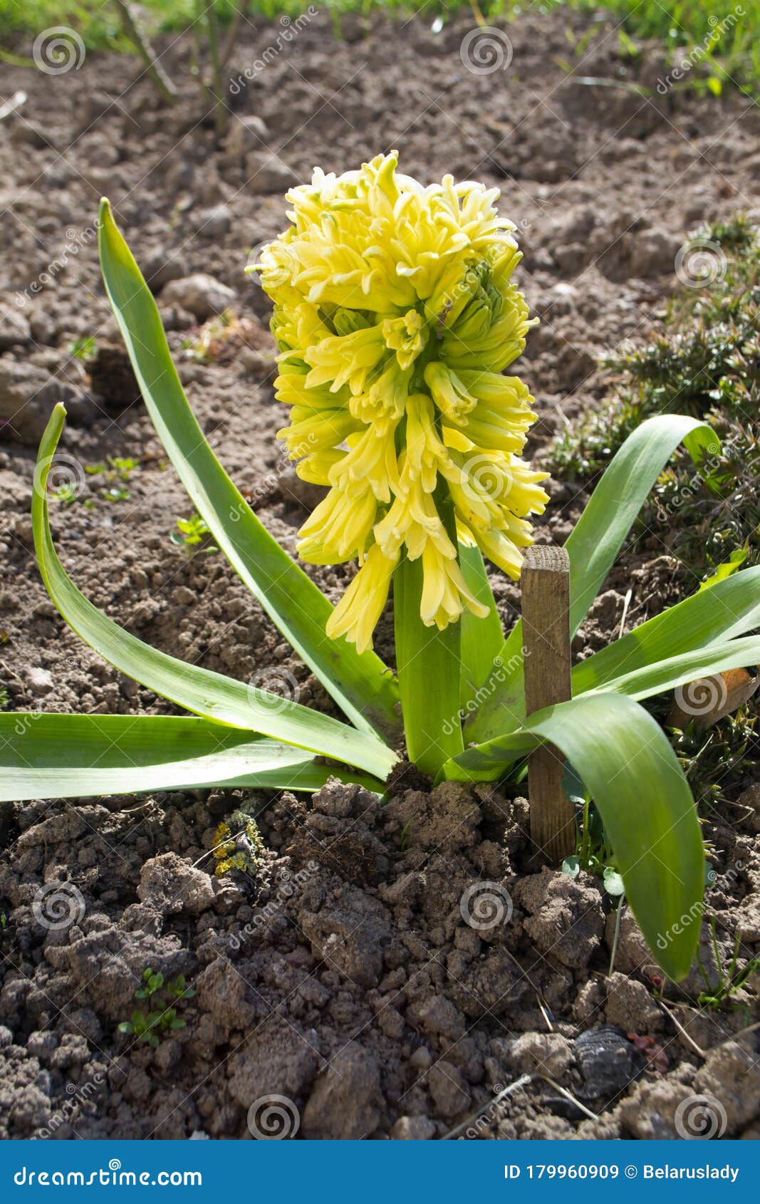 Light Yellow Hyacinth Flower or Hyacinthus in Spring Garden Stock Image ...