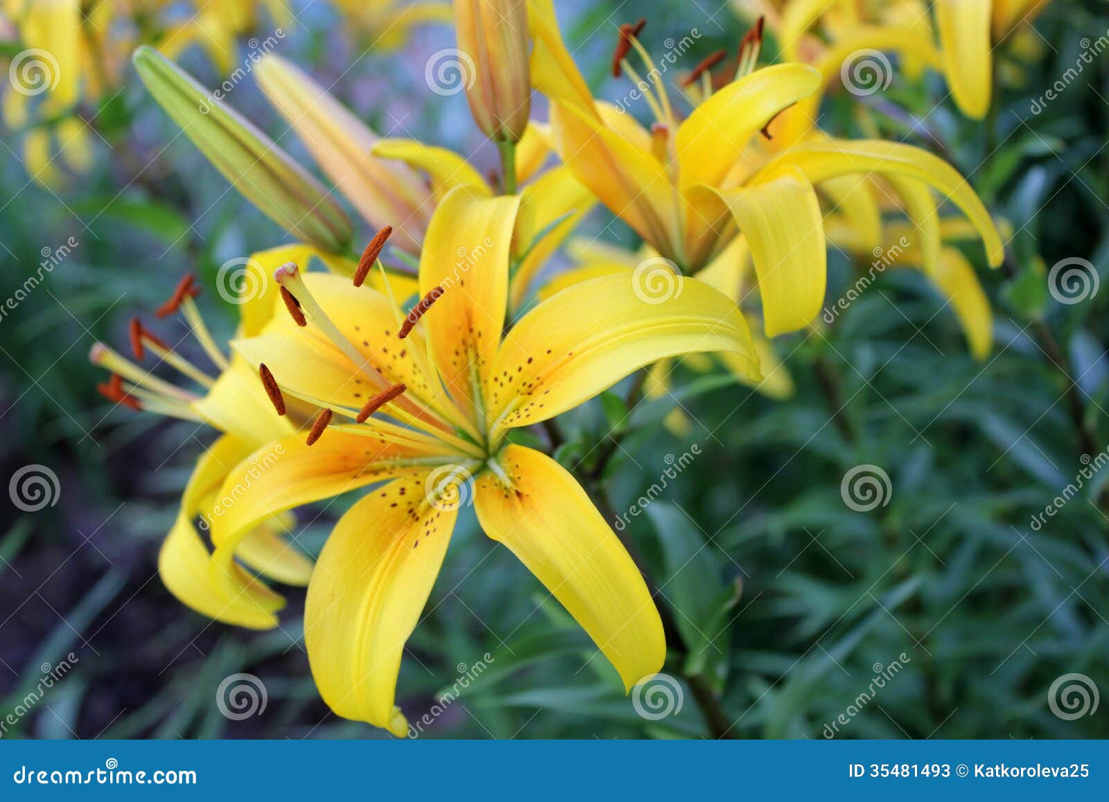 Light Yellow Lily in a Garden Stock Image - Image of huge, flower: 35481493
