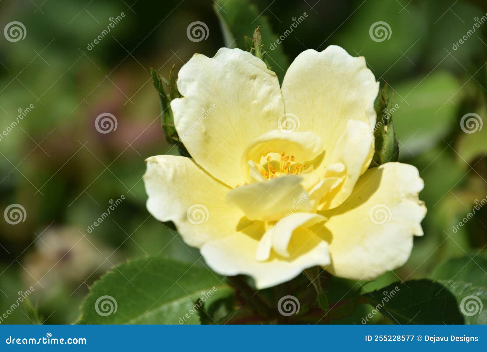 Light Yellow Rose Blossom on a Rose Bush Stock Image - Image of ...