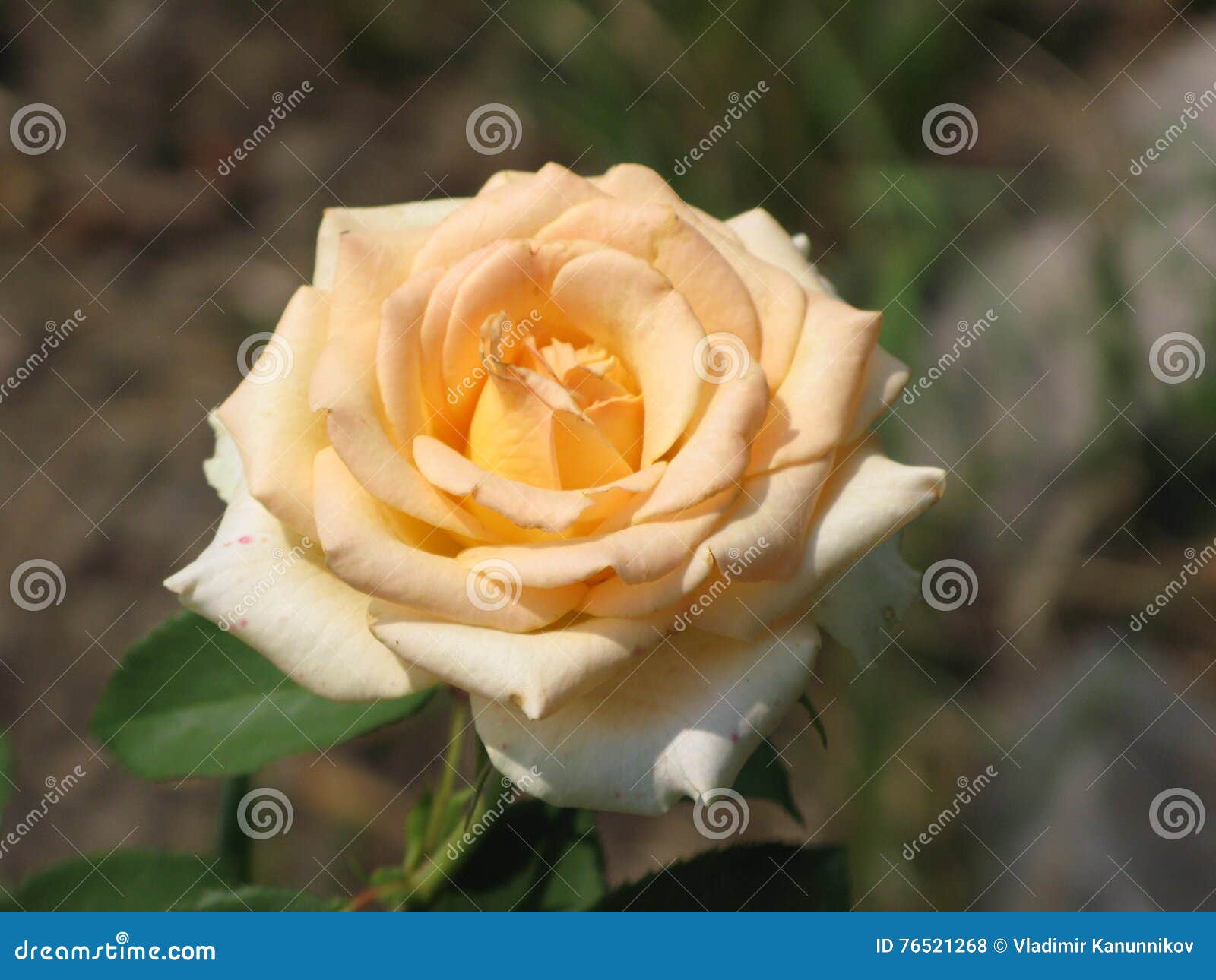 Light yellow rose stock photo. Image of flowerbed, bouquet - 76521268