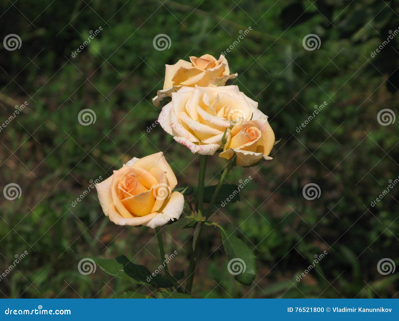 Light yellow roses stock photo. Image of bouquet, light - 76521800