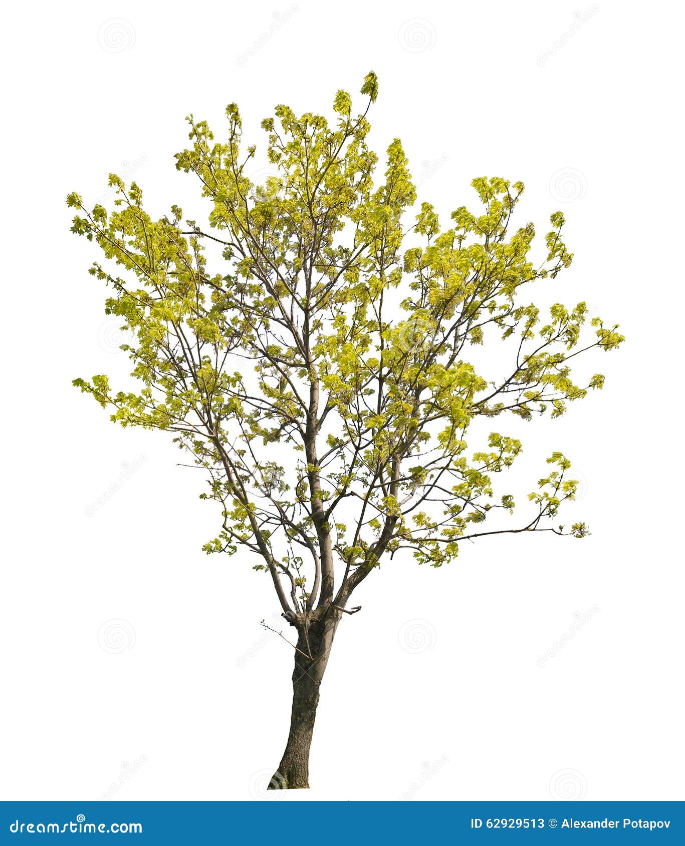 Light Yellow Spring Tree Isolated on White Stock Image - Image of ...