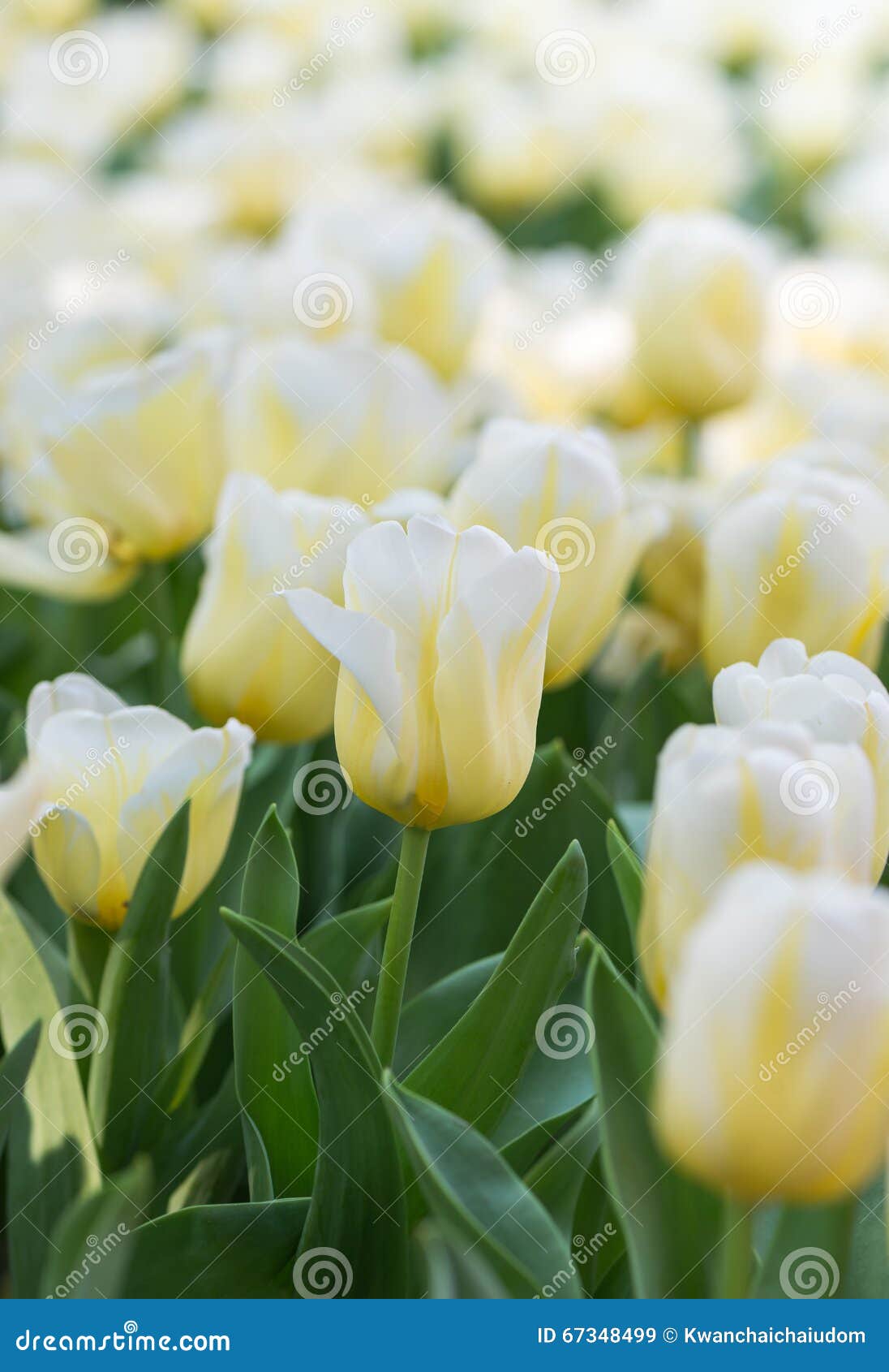 Light yellow tulip stock image. Image of color, tulip - 67348499