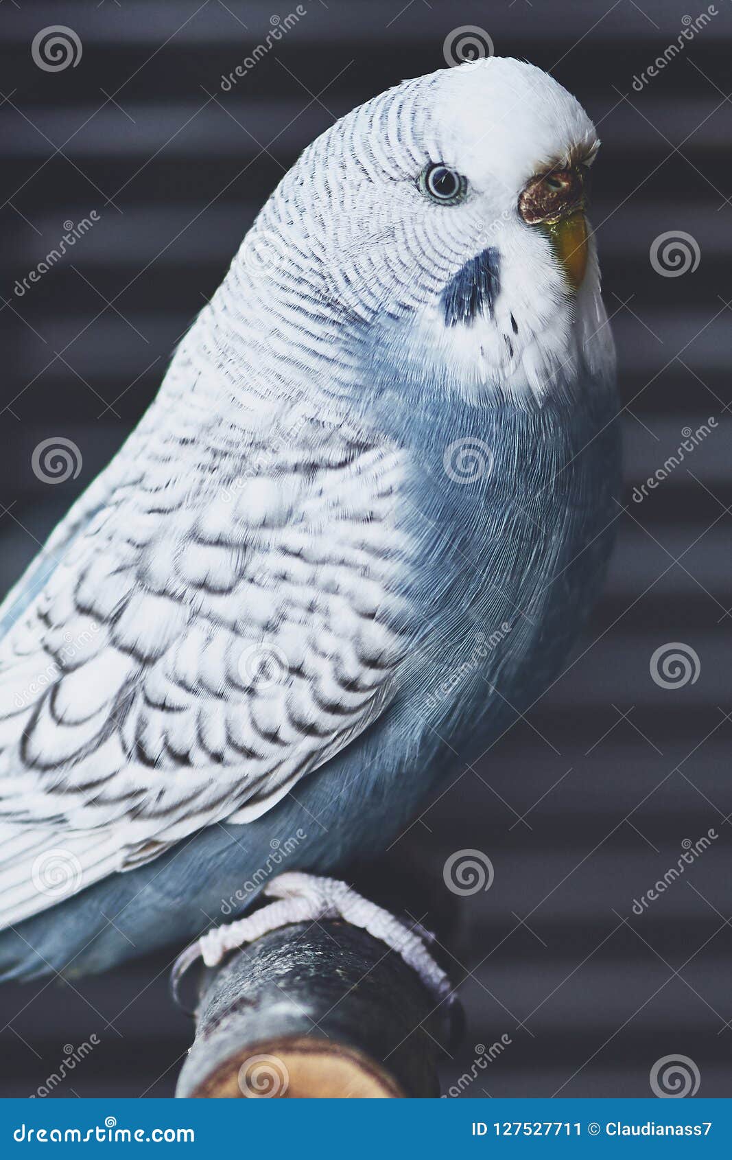 Female Budgie In Light Blue, Portrait Stock Photography | CartoonDealer ...