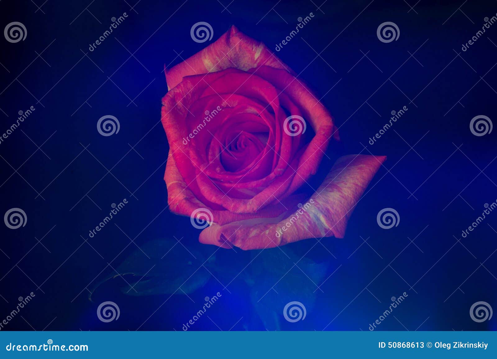 Lightbrush Dark Rose Myst Flower Stock Image - Image of darkness ...