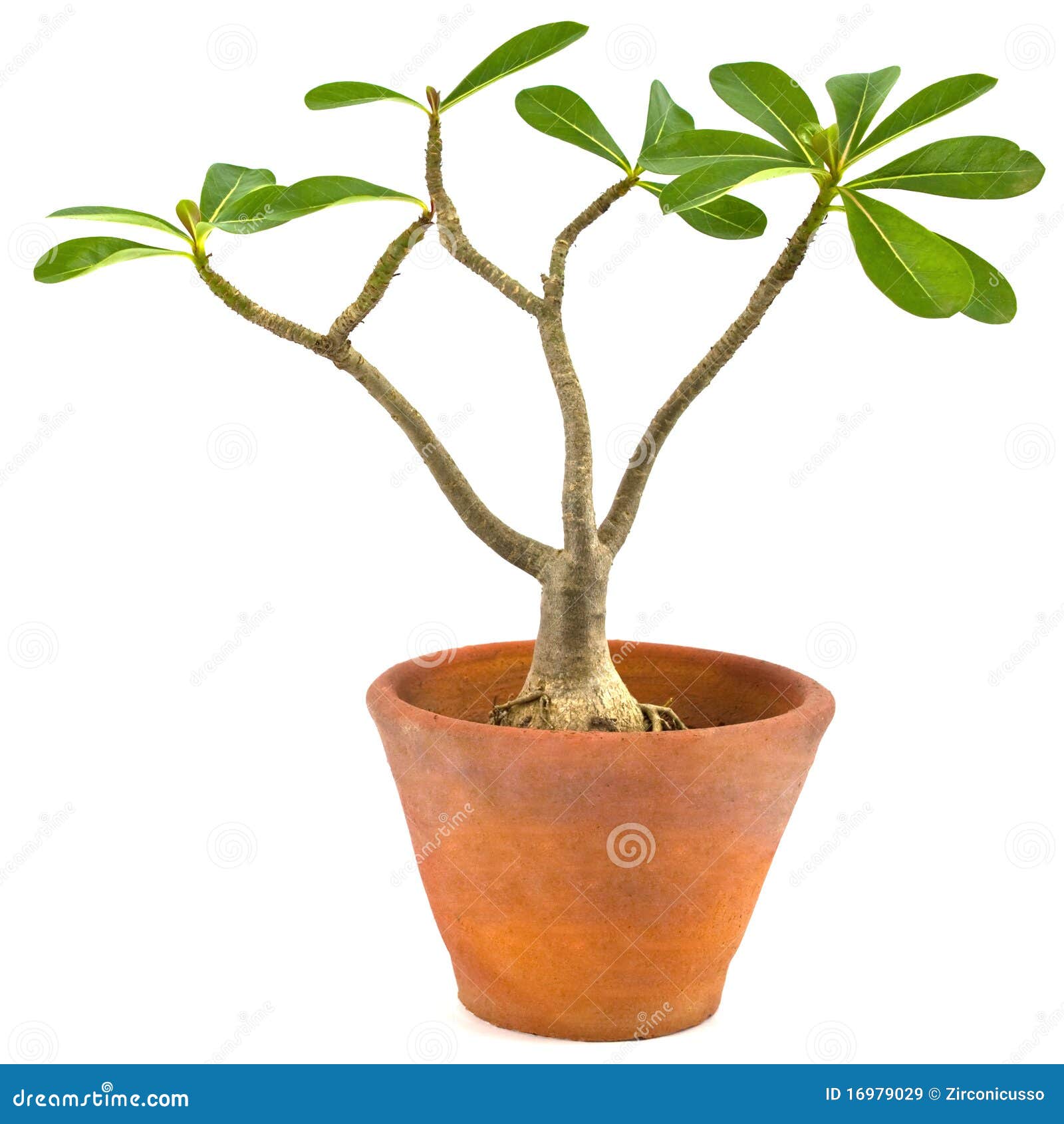 Lightbulb tree stock image. Image of blossom, gift, ecology - 16979029