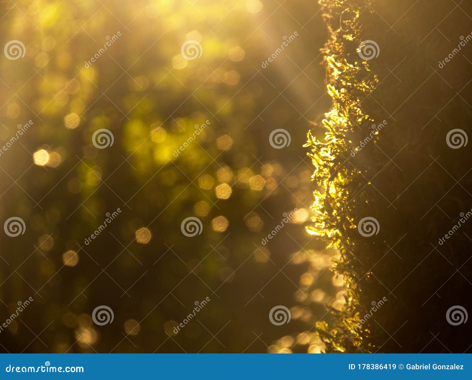 Lighted moss stock image. Image of forest, evening, beautiful - 178386419