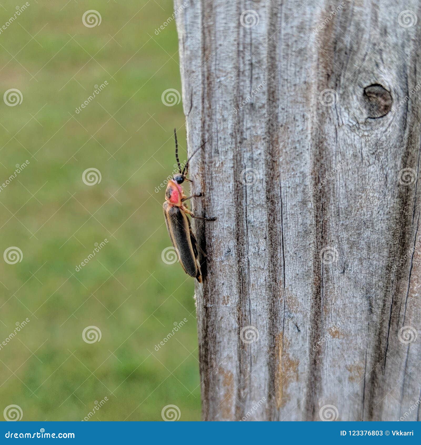 Lightening bug firefly stock image. Image of legs, antenna - 123376803