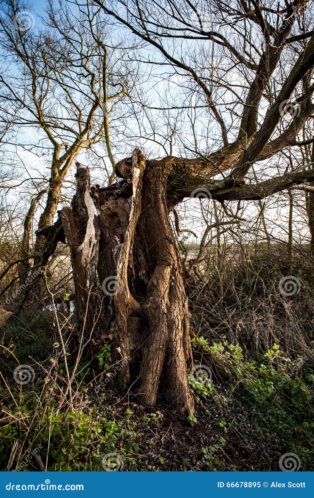 Lightening Damaged Willow Tree Stock Image - Image of conservation ...