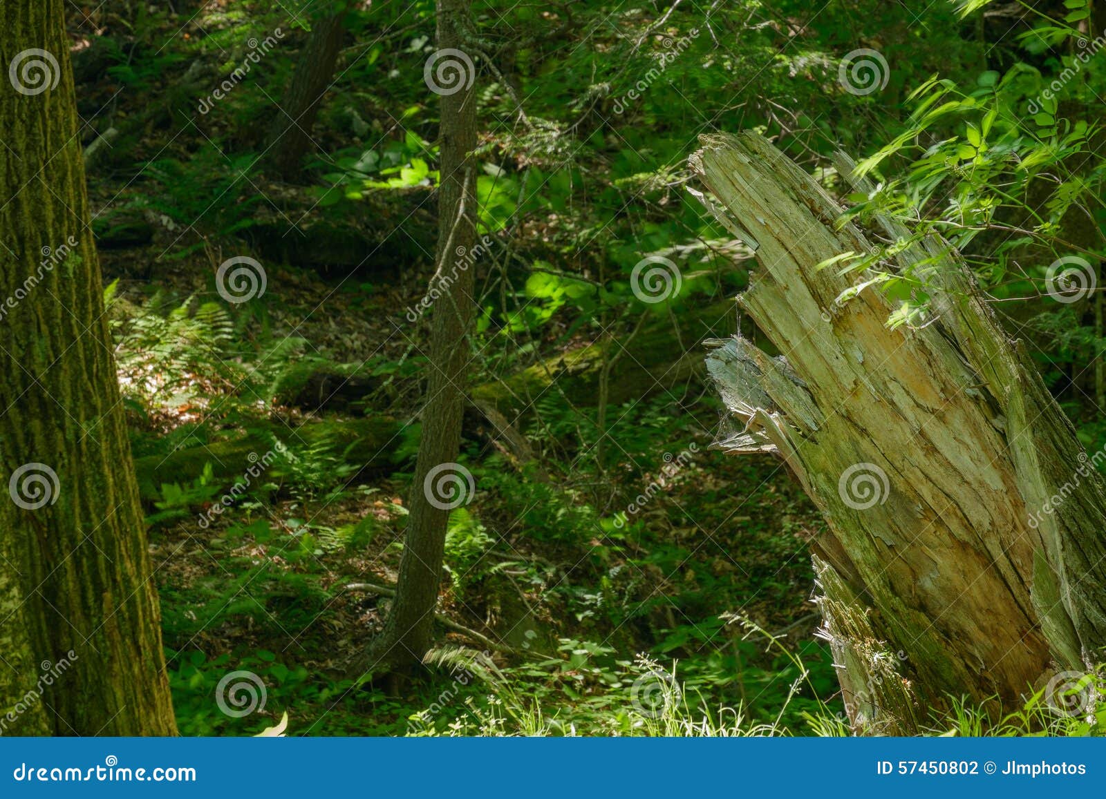 Lightening Struck Tree Trunk at the Outskirts of a Lush Forest Stock ...