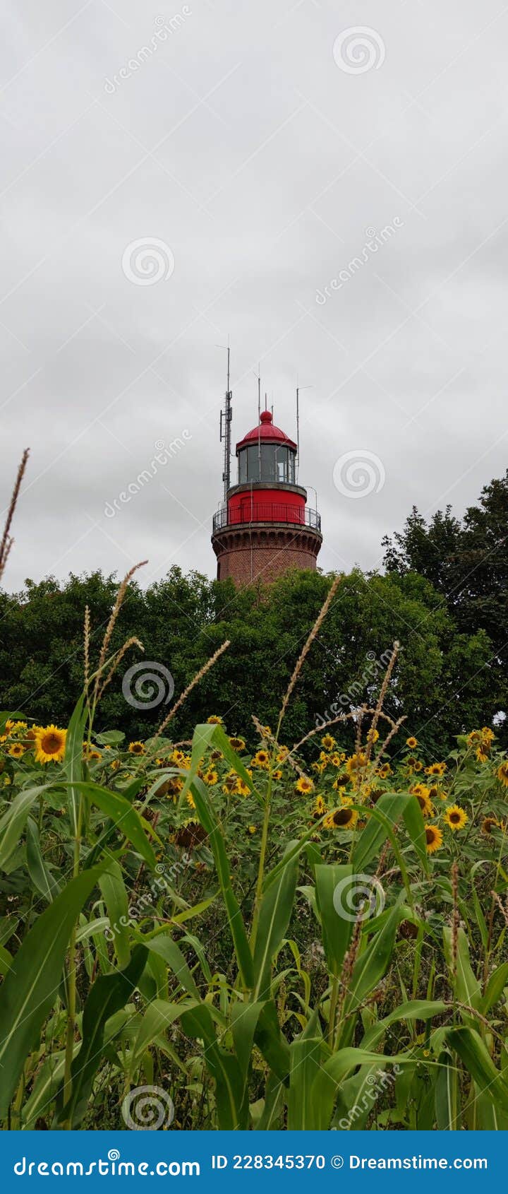 Lighthouse Behind Sunflowers Stock Photo - Image of sunflowers, hill ...