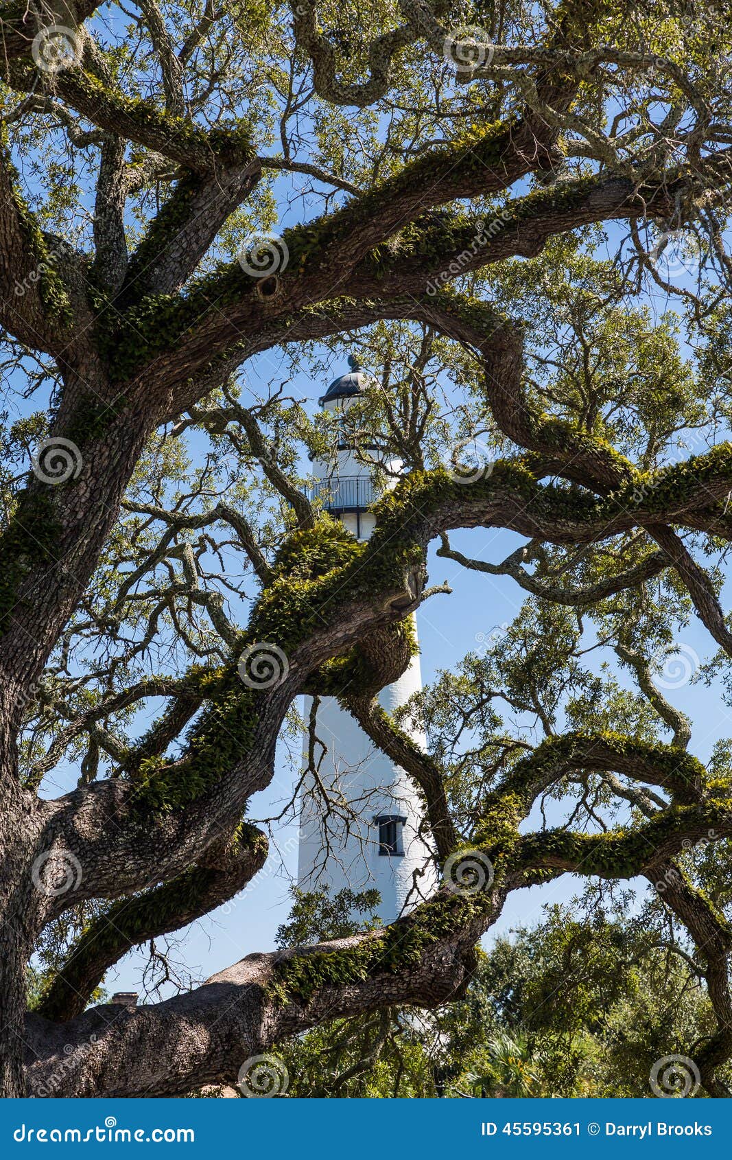 Lighthouse through Limbs of Massive Old Oak Tree Stock Image - Image of ...