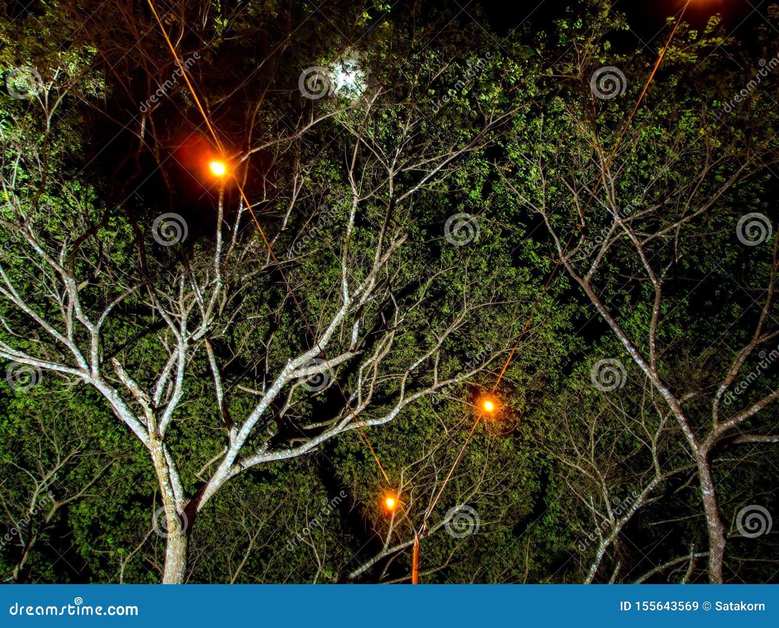 Lighting on the Cable Under the Big Tree Stock Image - Image of ...