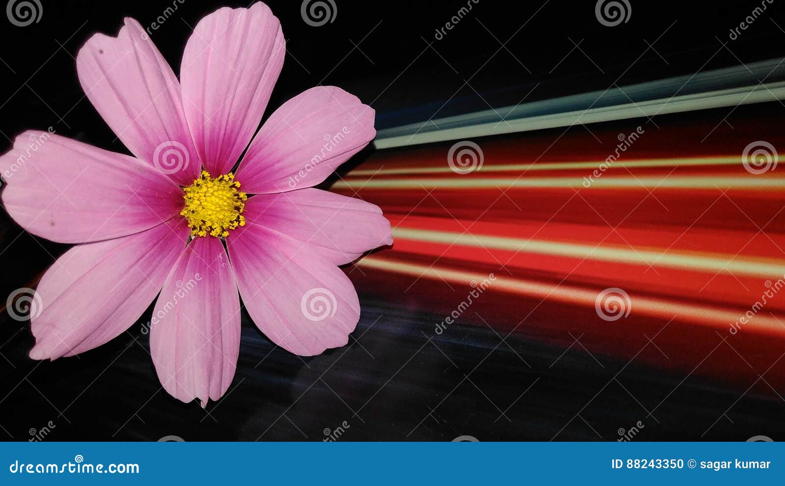Lighting flower stock photo. Image of flower, lighting - 88243350