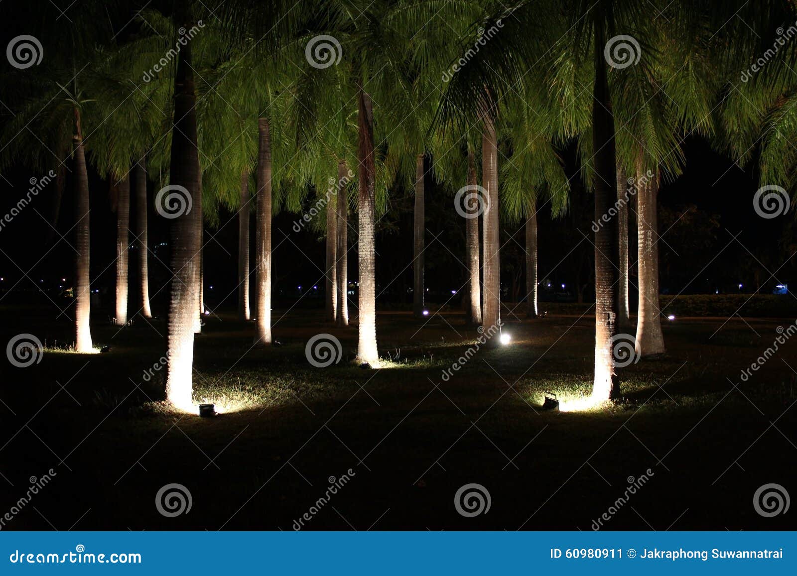 Lighting To Trees in the Public Park at Night Stock Image - Image of ...