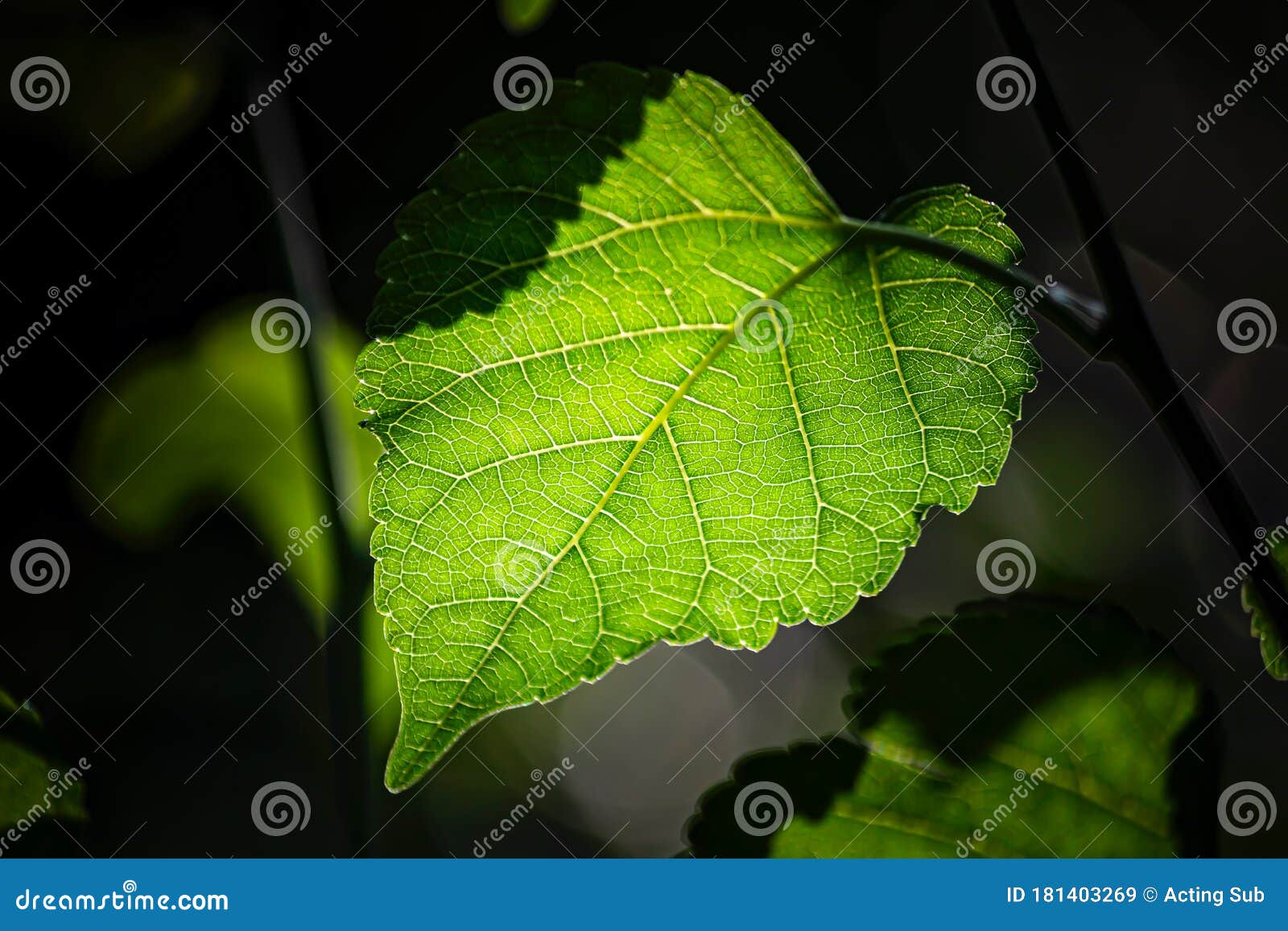 The Lighting Under Green Leaves Mulberry with the Pattern of Leaf Stalk ...