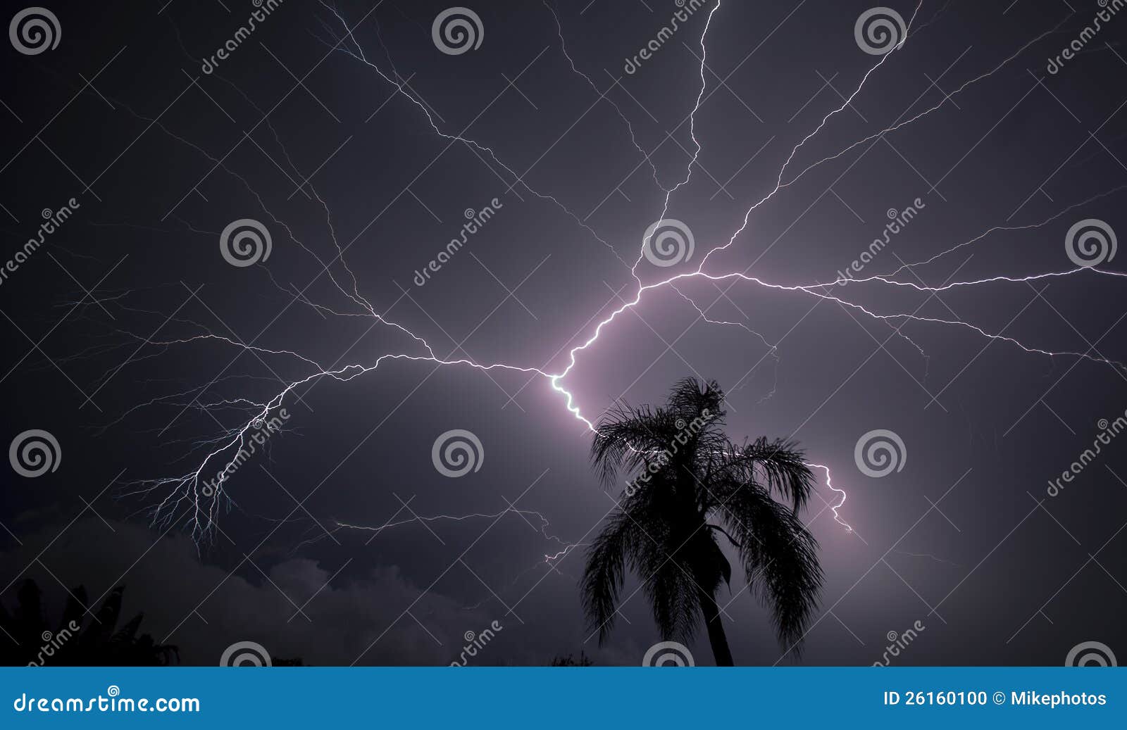 367 Lightning Palm Tree Photos - Free & Royalty-Free Stock Photos from ...