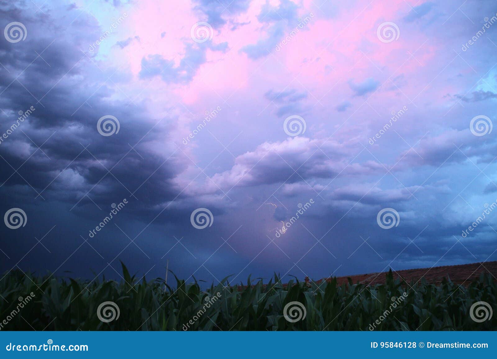 Lightning Above the Cornfields Stock Photo - Image of cornfields ...