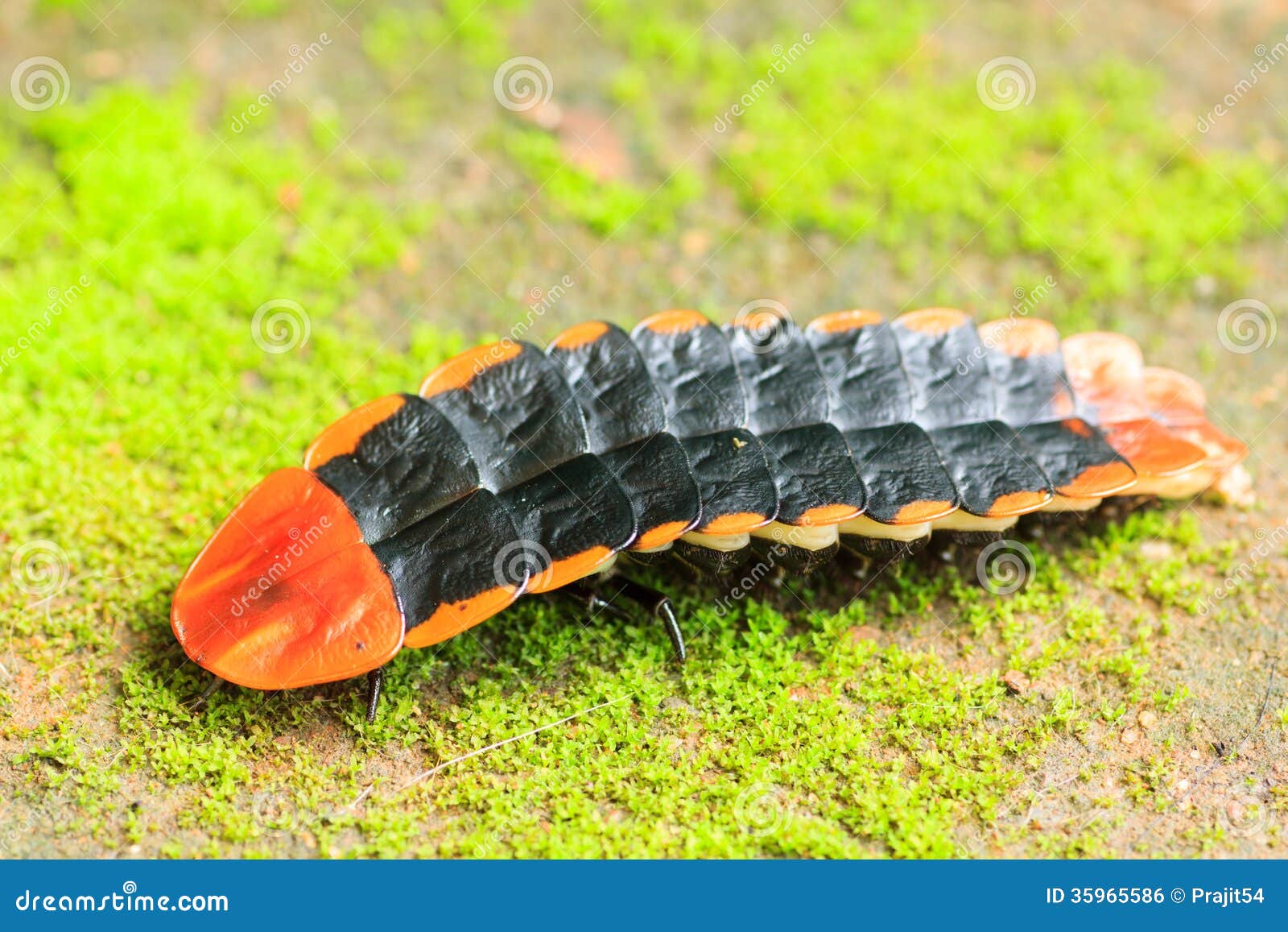Lightning bug stock photo. Image of horizontal, organism - 35965586