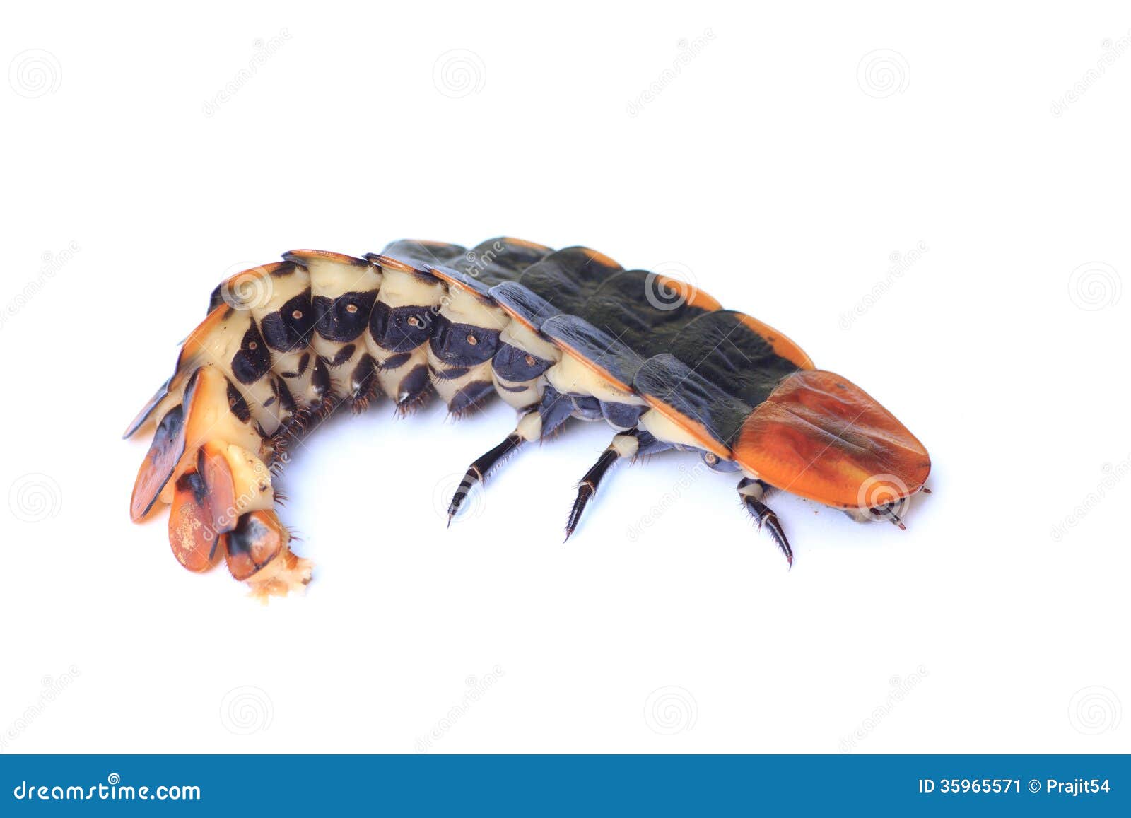 Lightning bug stock image. Image of noctiluca, black - 35965571