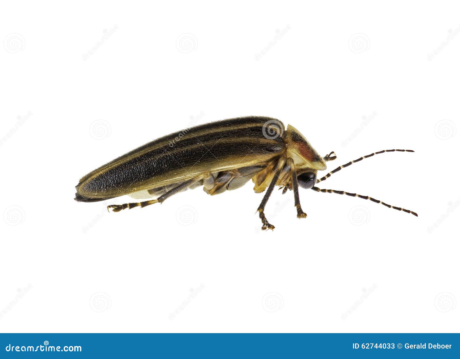 320 Lightning Bug Background Stock Photos - Free & Royalty-Free Stock ...