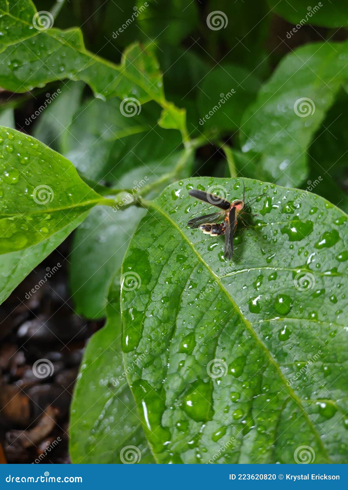 Lightning Bug about To Take Flight after Rainstorm Stock Photo - Image ...