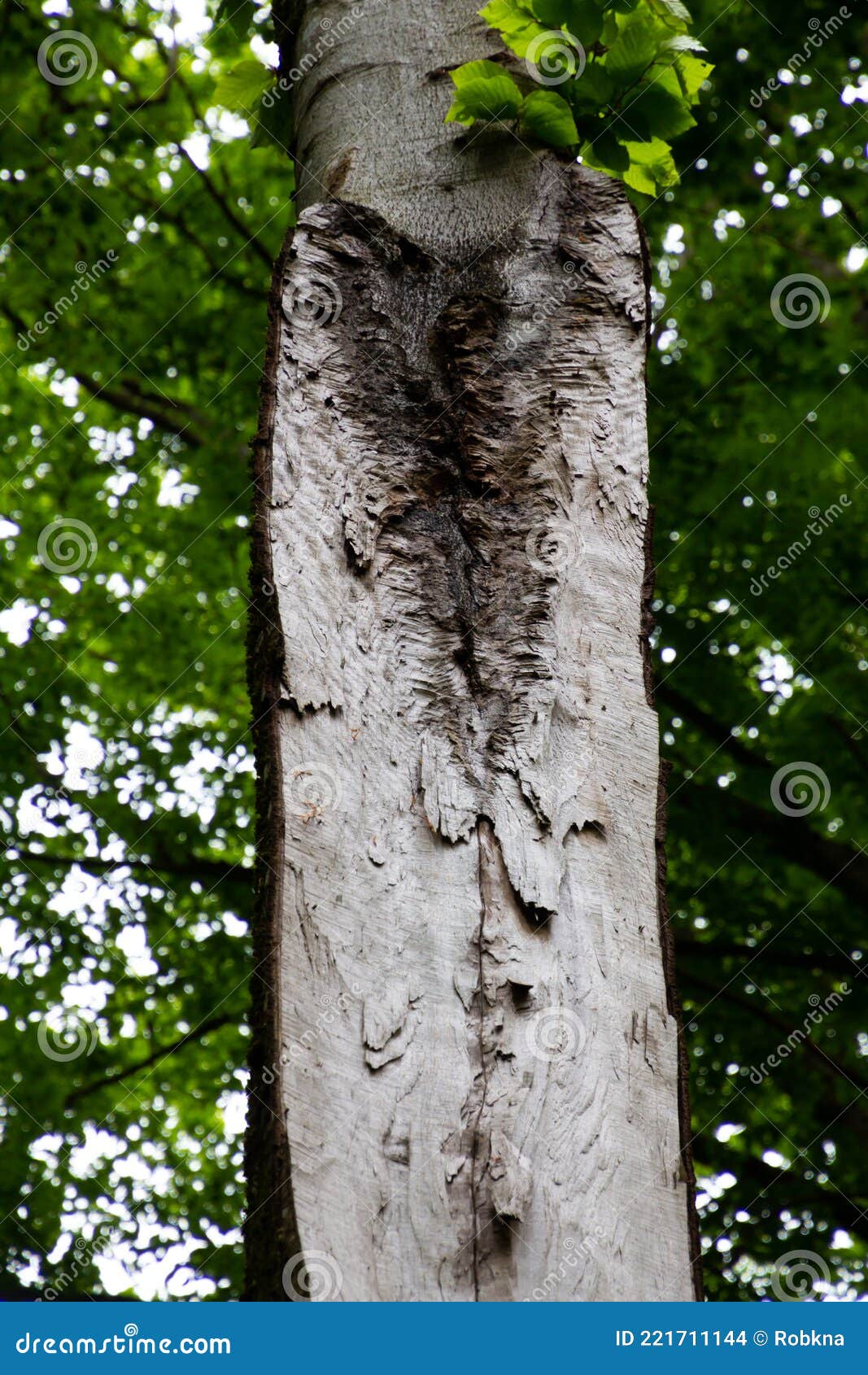 Lightning Damage Inside a Tree Trunk Stock Photo - Image of destroyed ...