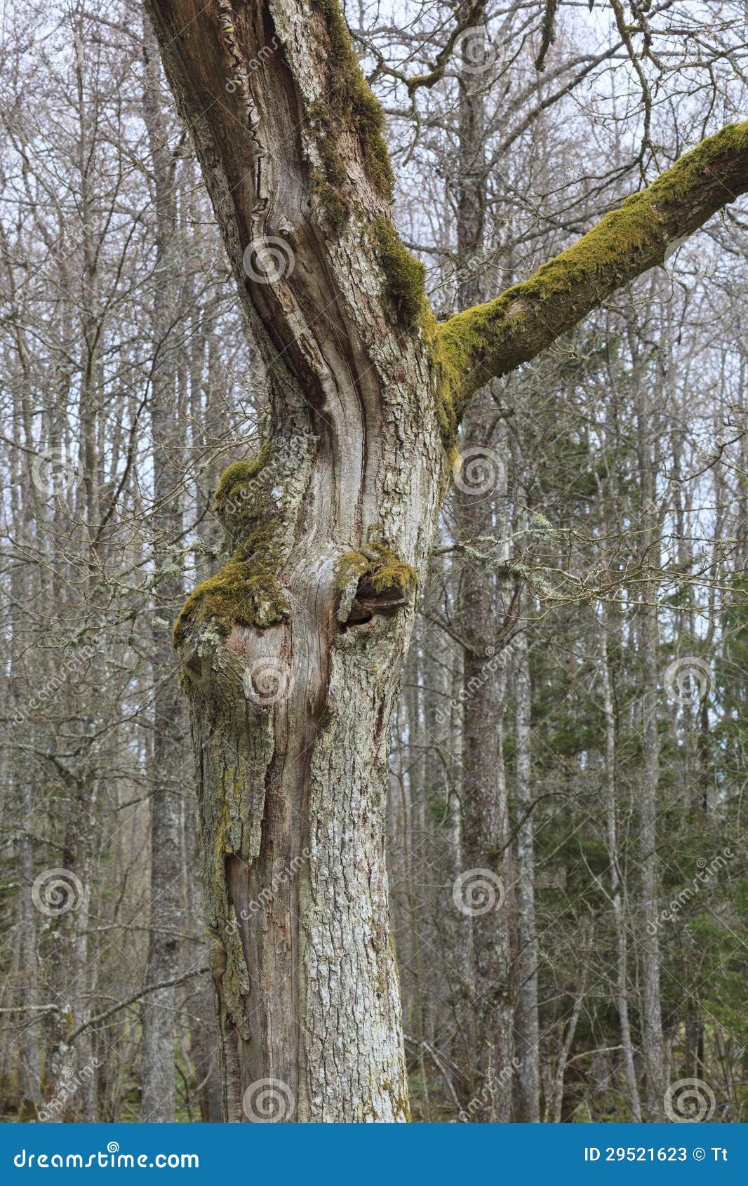 Lightning damaged tree stock image. Image of trunk, storm - 29521623
