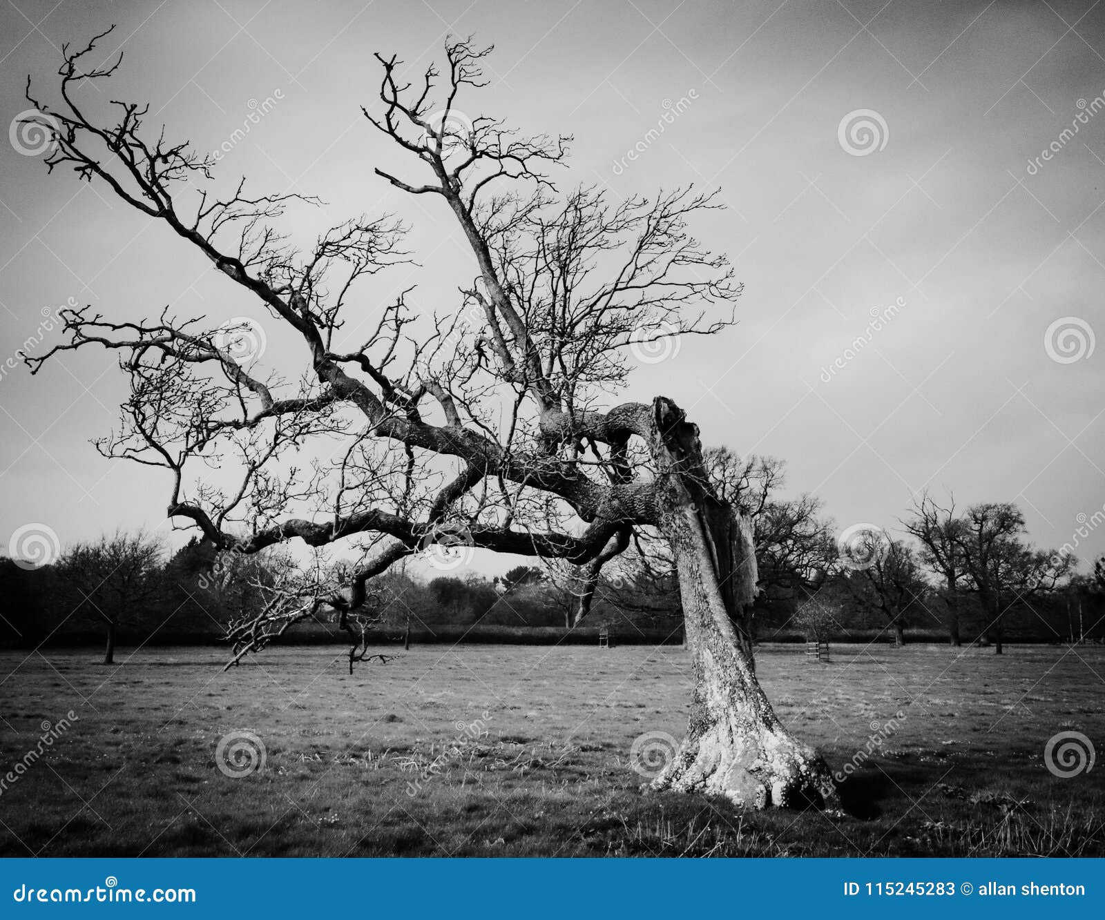 Lightning damaged tree stock image. Image of gnarly - 115245283