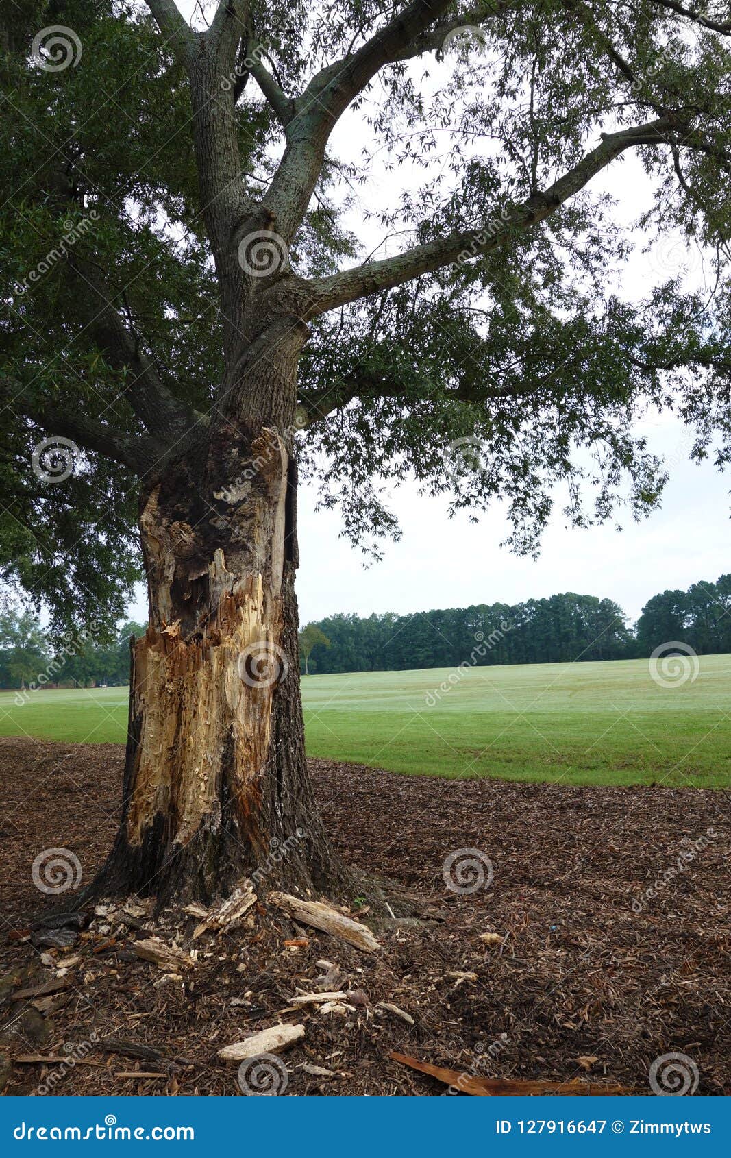 Lightning damaged tree stock image. Image of damage - 127916647
