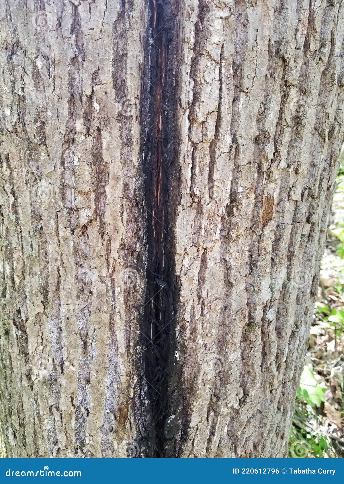 Lightning hit tree stock photo. Image of branch, soil - 220612796