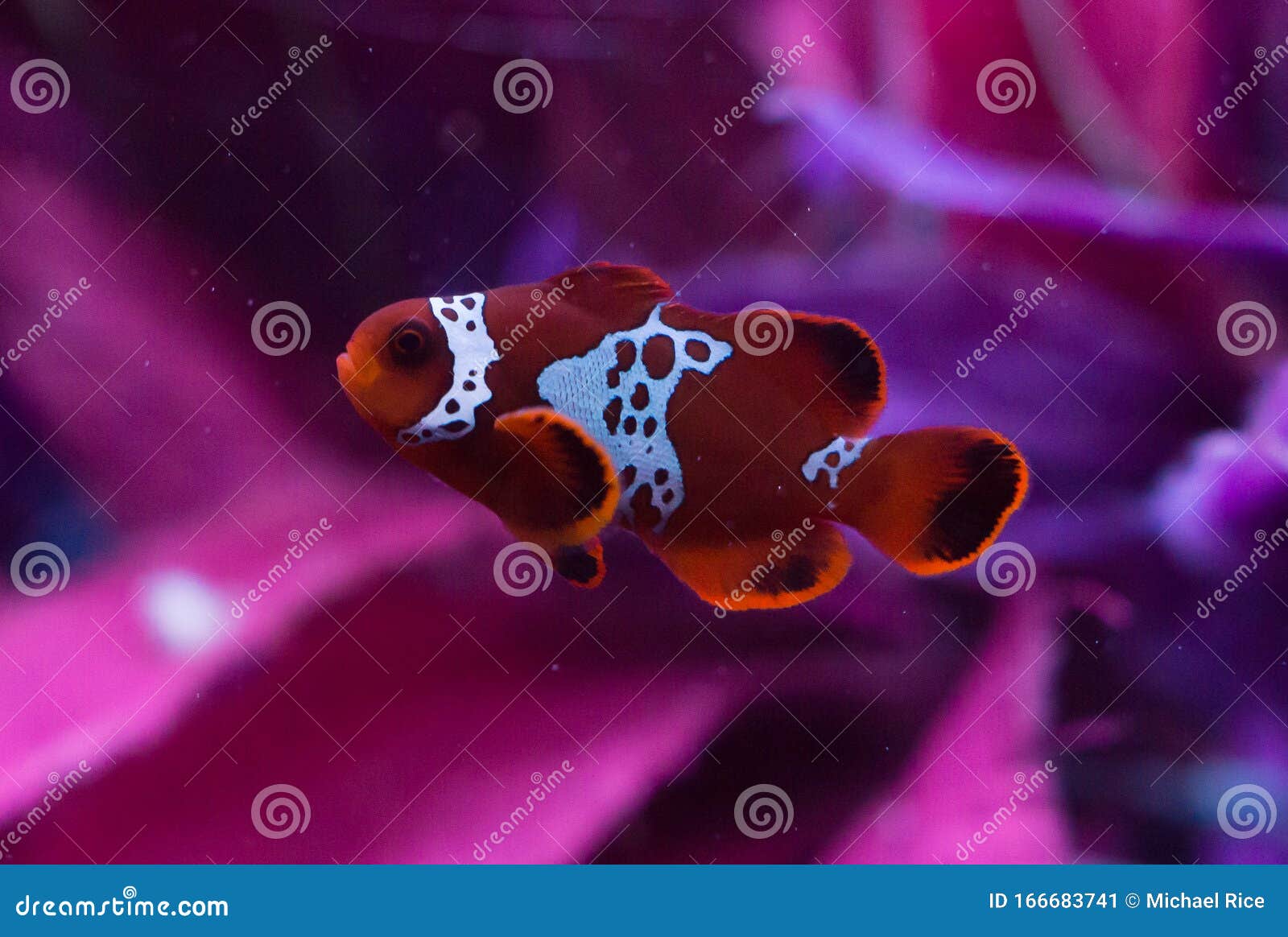 Lightning Maroon Clownfish
