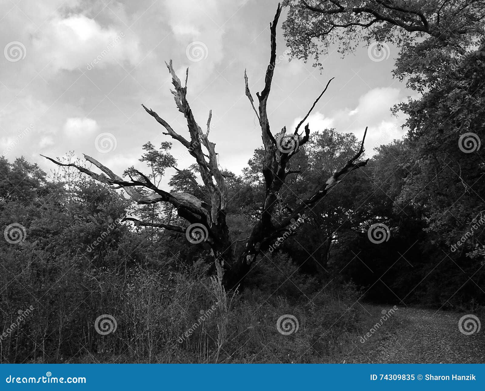 Lightning Rods stock image. Image of struck, tree, rods - 74309835