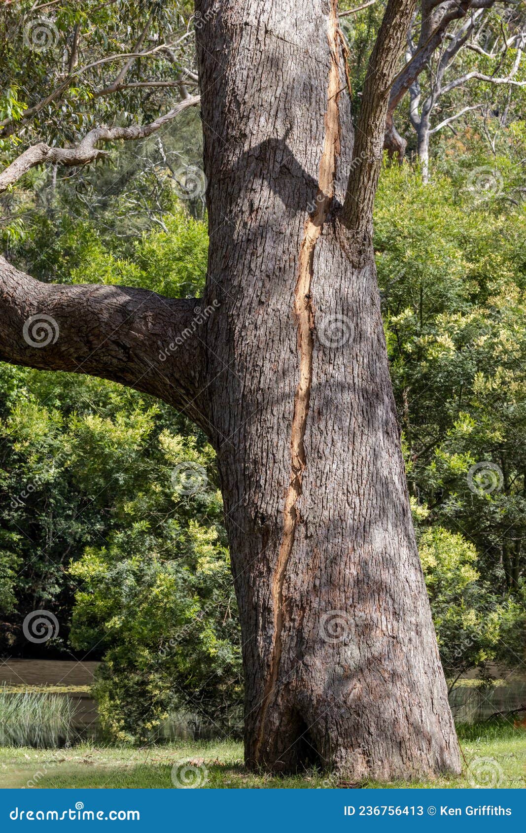 Lightning Scars On Trees
