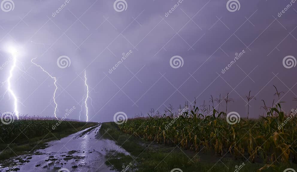 Lightning storm corn field stock image. Image of meadow - 15924429