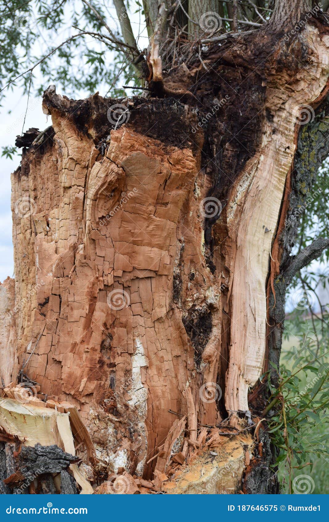 Lightning strike in Tree stock image. Image of damaged - 187646575
