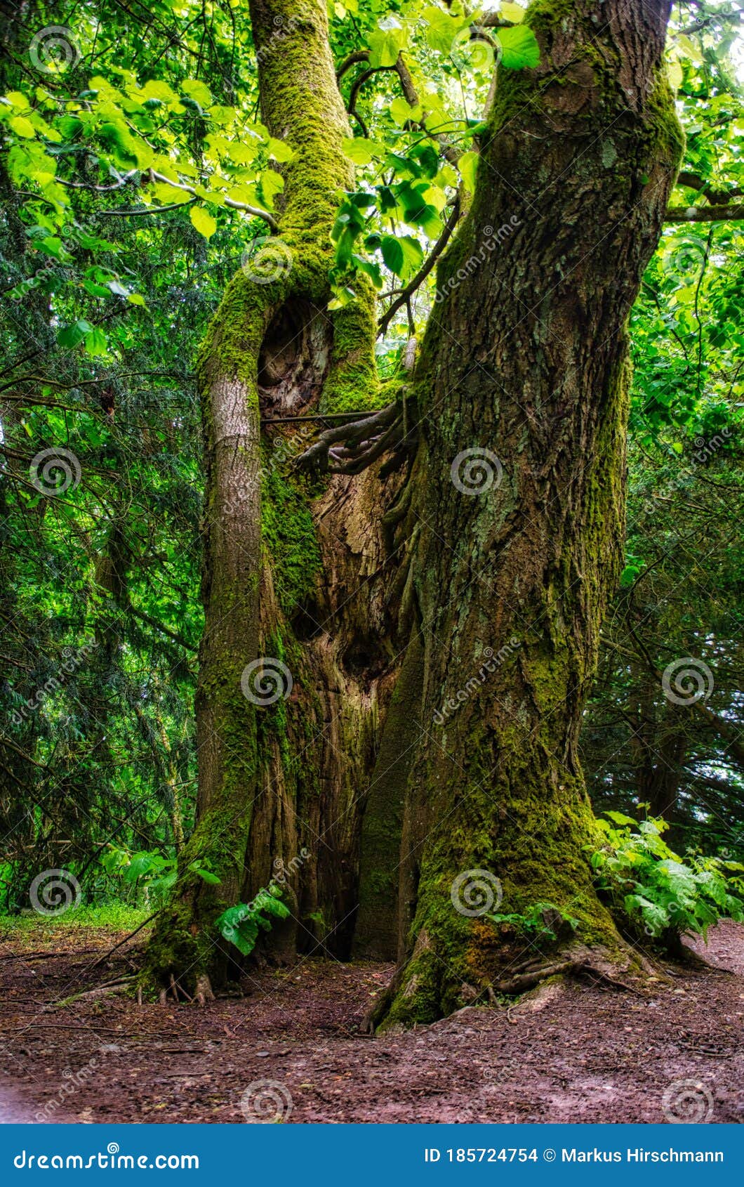 Lightning strikes tree stock photo. Image of grove, tree - 185724754 Lightning strikes tree stock photo. Image of grove, tree - 185724754