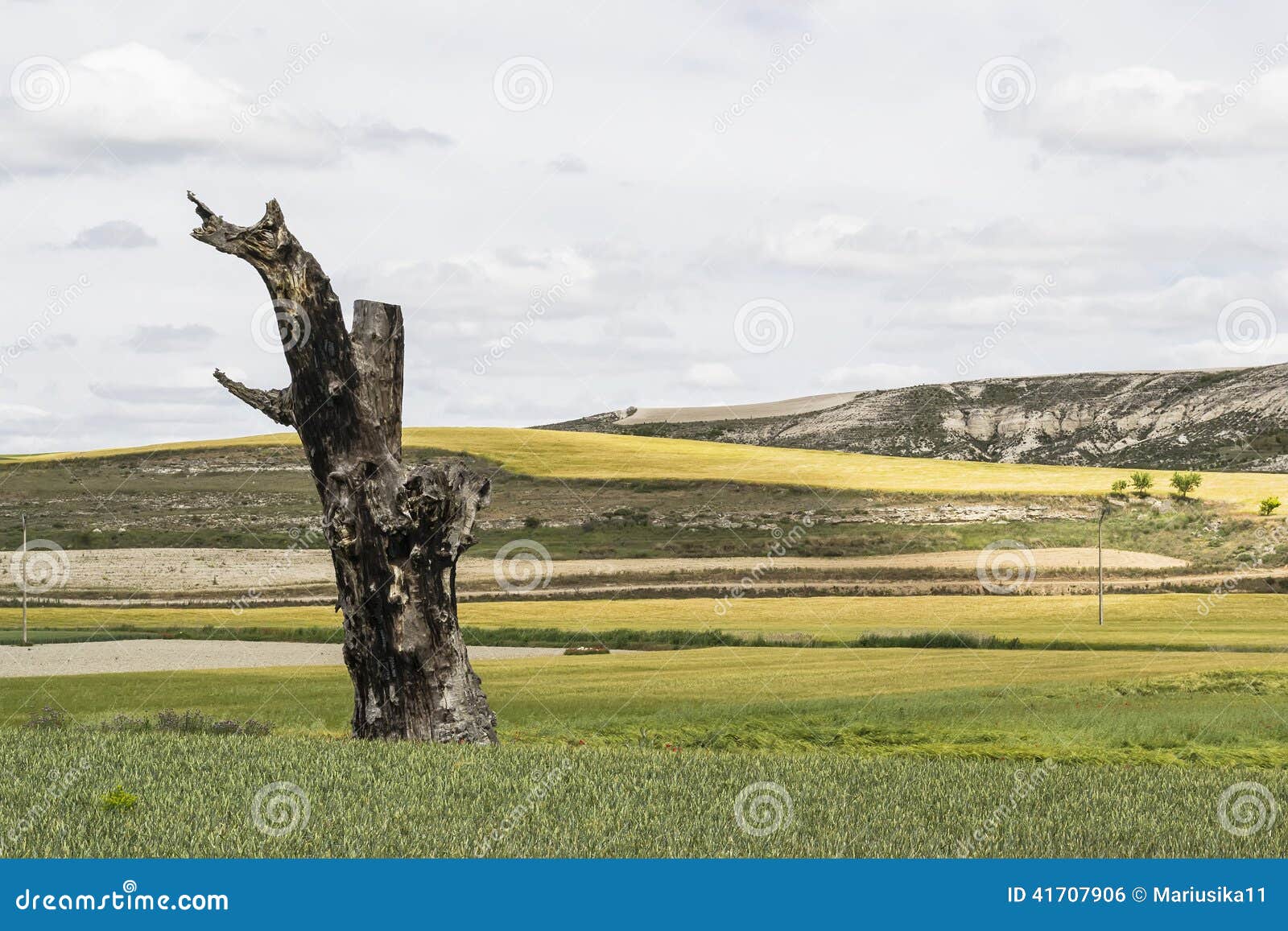 Lightning struck tree stock photo. Image of struck, tree - 41707906